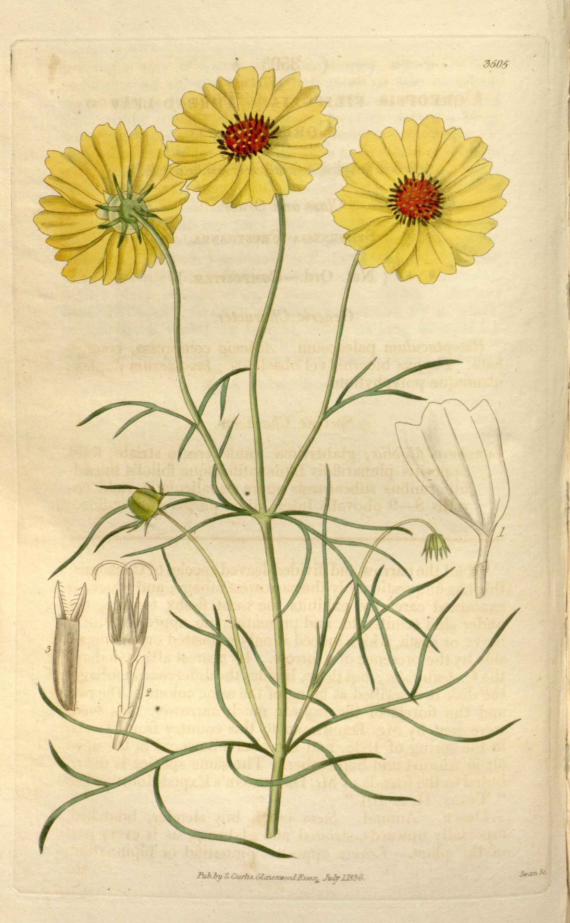 Stiff Greenthread (Thelesperma filifolium) Care Guide: Pests, Diseases ...