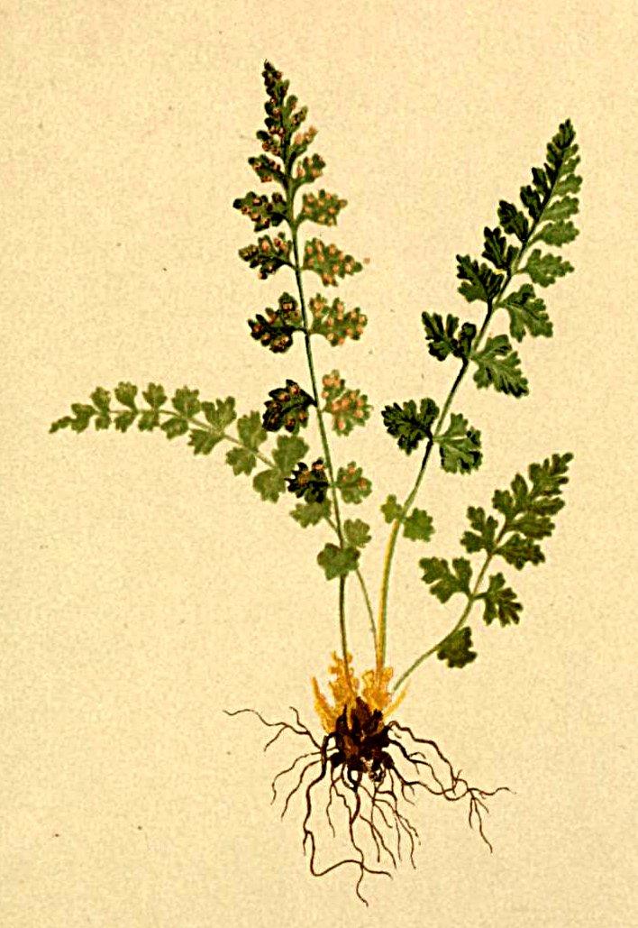 Eastern marsh fern (Thelypteris palustris) Care Guide: Pests, Diseases ...