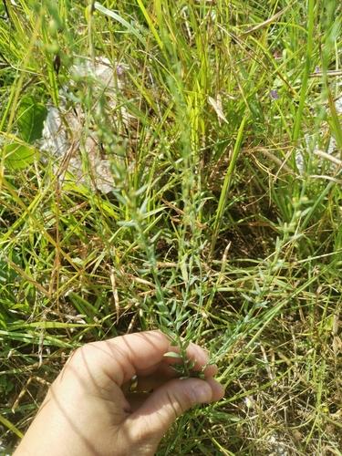 Annual thymelaea (Thymelaea passerina) Care Guide: Pests, Diseases ...
