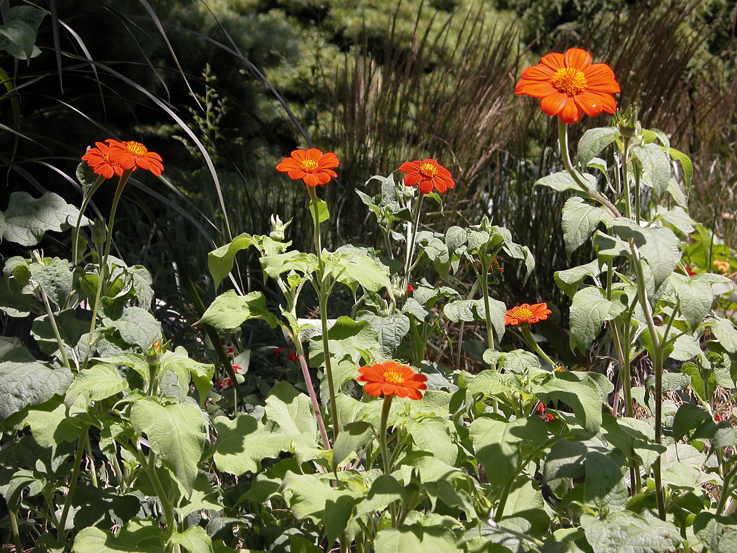 How to Prune Mexican sunflower: Complete Pruning Guide | ForwardPlant