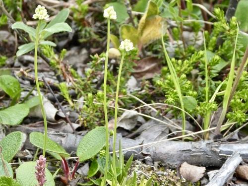 Scottish asphodel (Tofieldia pusilla) Care Guide: Pests, Diseases ...