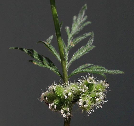 Knotted hedgeparsley (Torilis nodosa) Care Guide: Pests, Diseases ...
