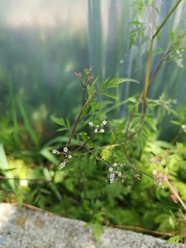 Rough hedgeparsley (Torilis scabra) Care Guide: Pests, Diseases ...
