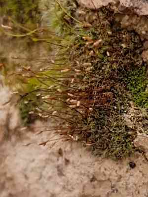 Tortula moss (Tortula muralis) Care Guide: Pests, Diseases, Watering ...