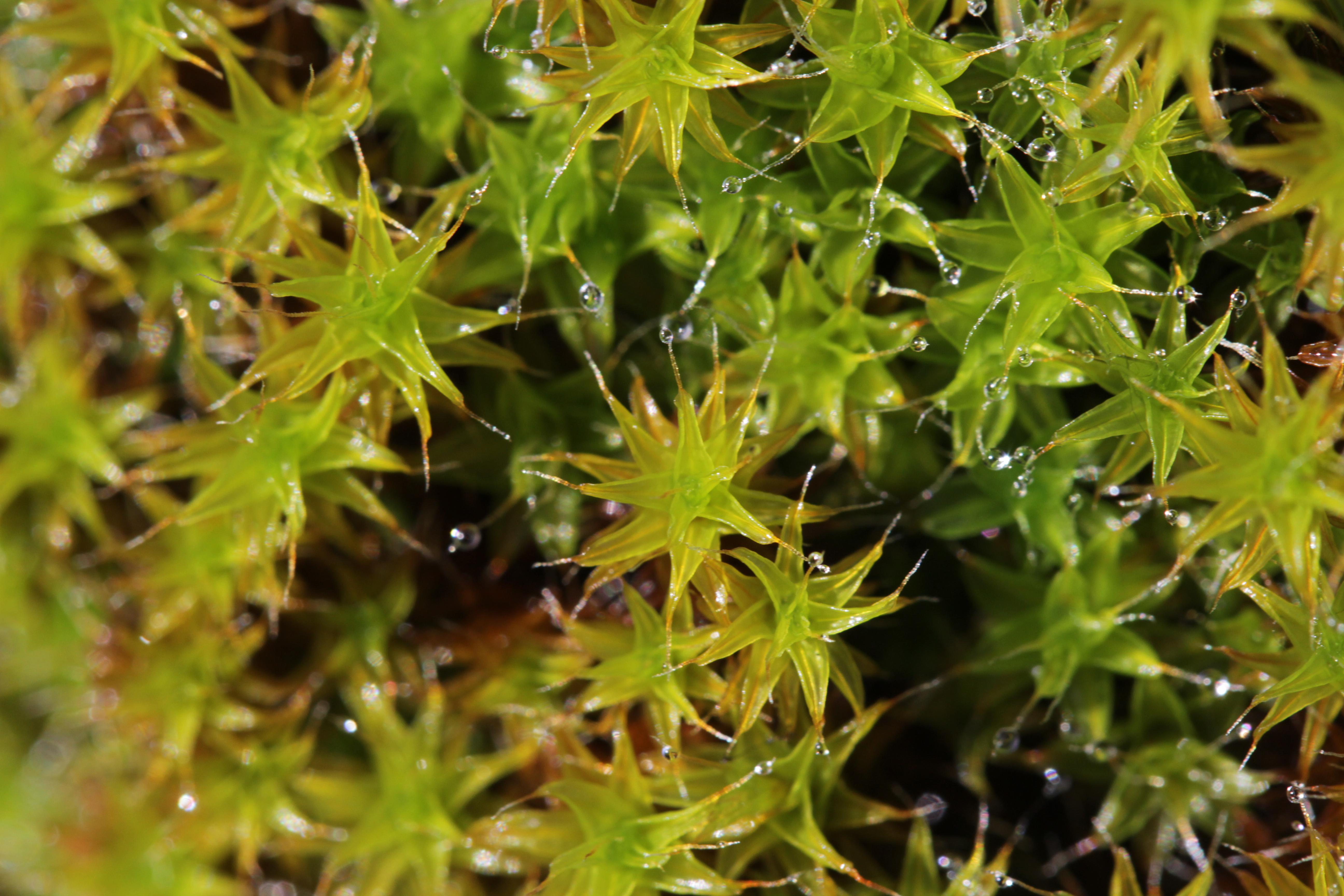 Tortula moss (Tortula muralis) Care Guide: Pests, Diseases, Watering ...