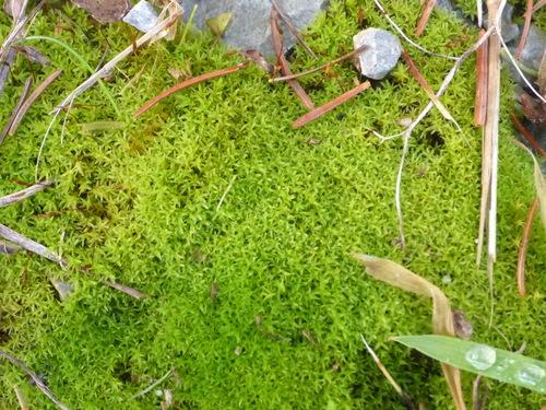 Tortula (Tortula) (Tortula) Care Guide: Pests, Diseases, Watering ...