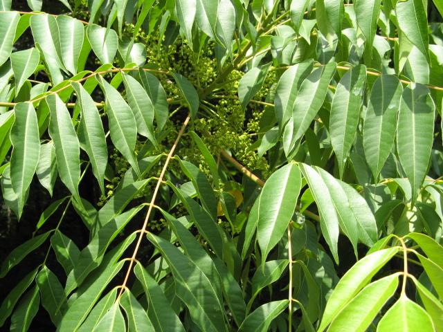 Wax tree (Toxicodendron succedaneum) Care Guide: Pests, Diseases ...