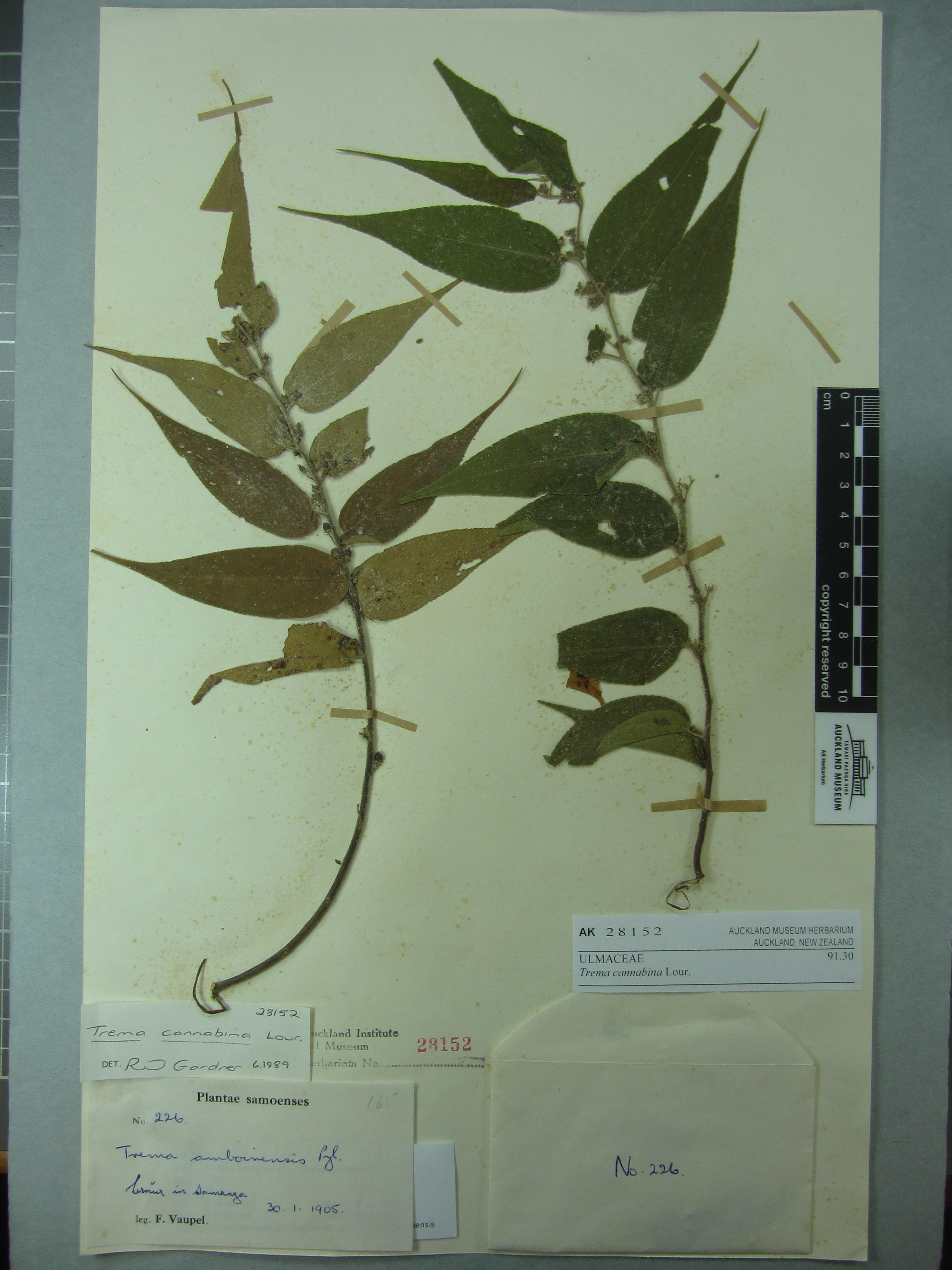 Lesser trema (Trema cannabina) Care Guide: Pests, Diseases, Watering ...