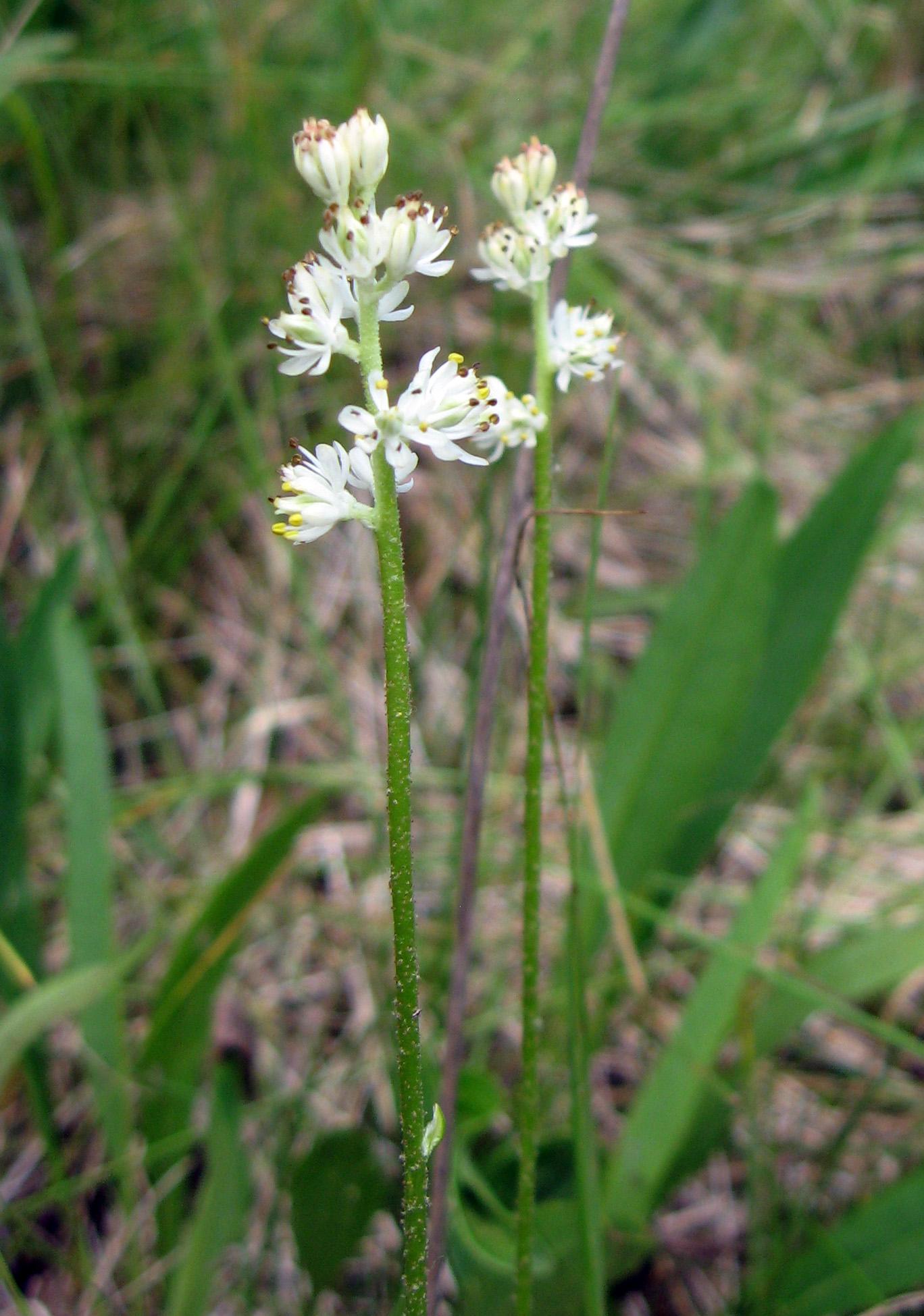 Sticky tofieldia (Triantha glutinosa) Care Guide: Pests, Diseases ...