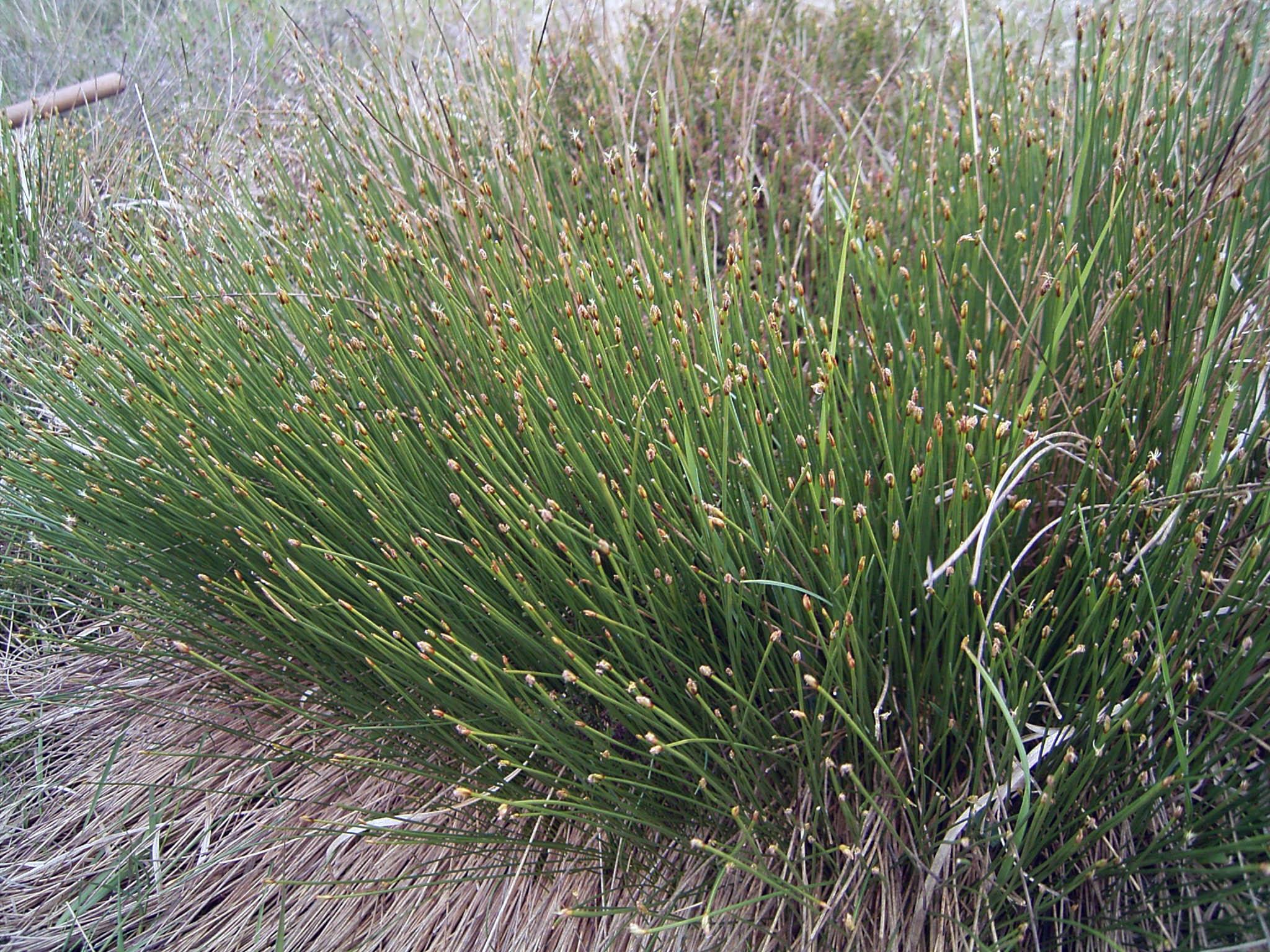 Tufted bulrush (Trichophorum cespitosum) Care Guide: Pests, Diseases ...