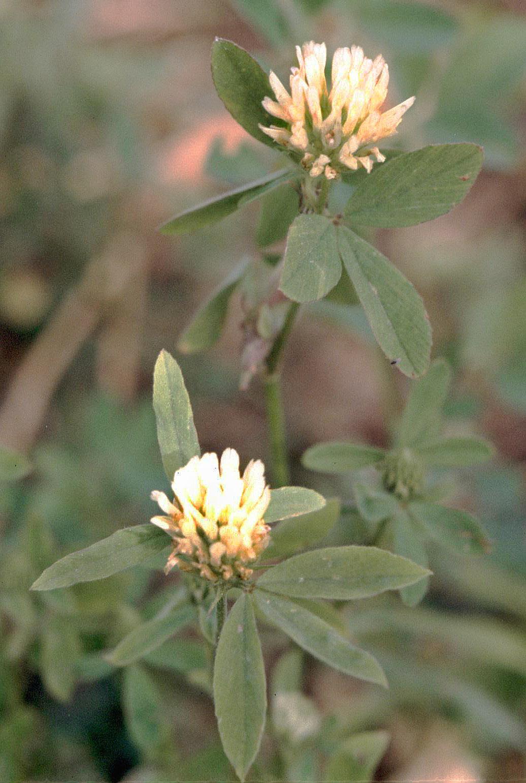 Egyptian clover (Trifolium alexandrinum) Care Guide: Pests, Diseases ...