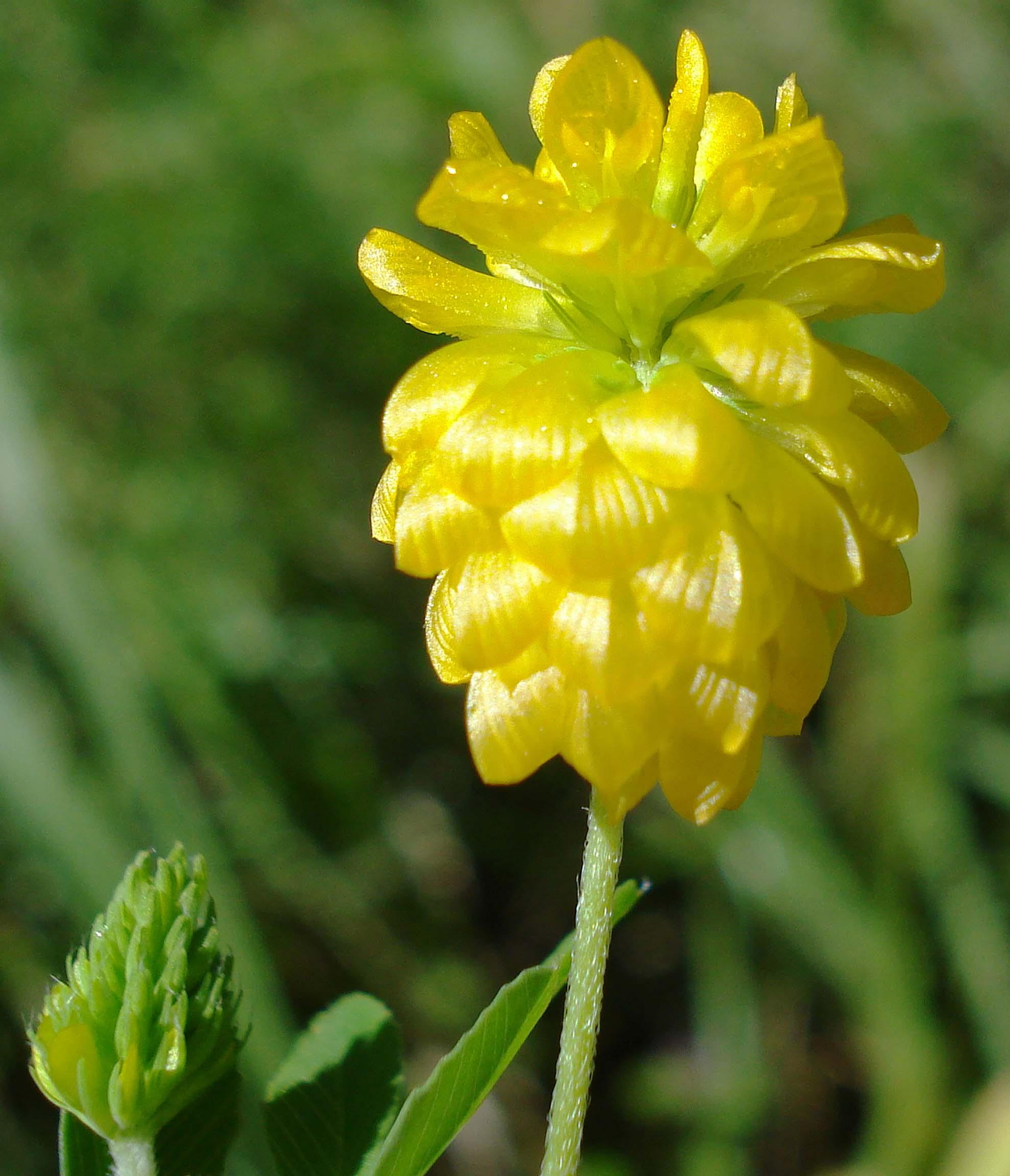 Large Hop Clover (Trifolium aureum) Care Guide: Pests, Diseases ...