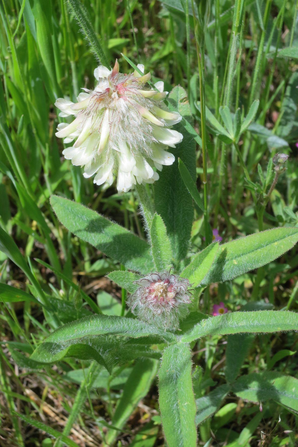 Fuzzyleaf clover (Trifolium eriocephalum) Care Guide: Pests, Diseases ...