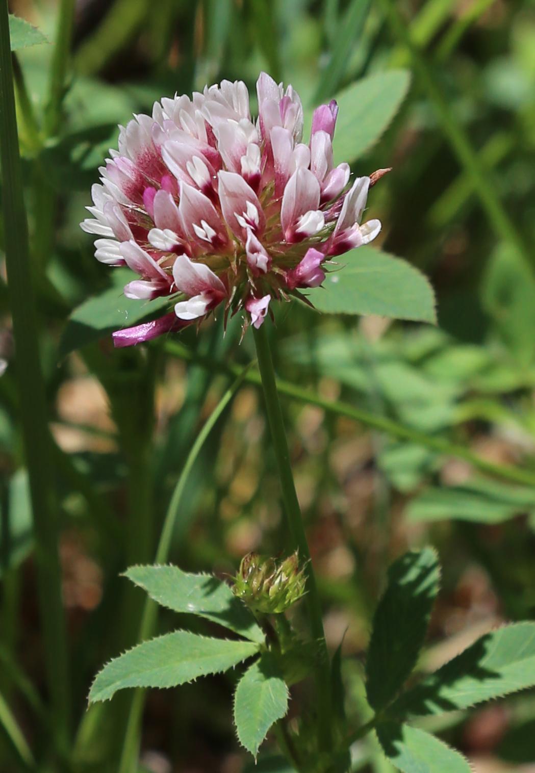 Longstalk clover (Trifolium longipes) Care Guide: Pests, Diseases ...