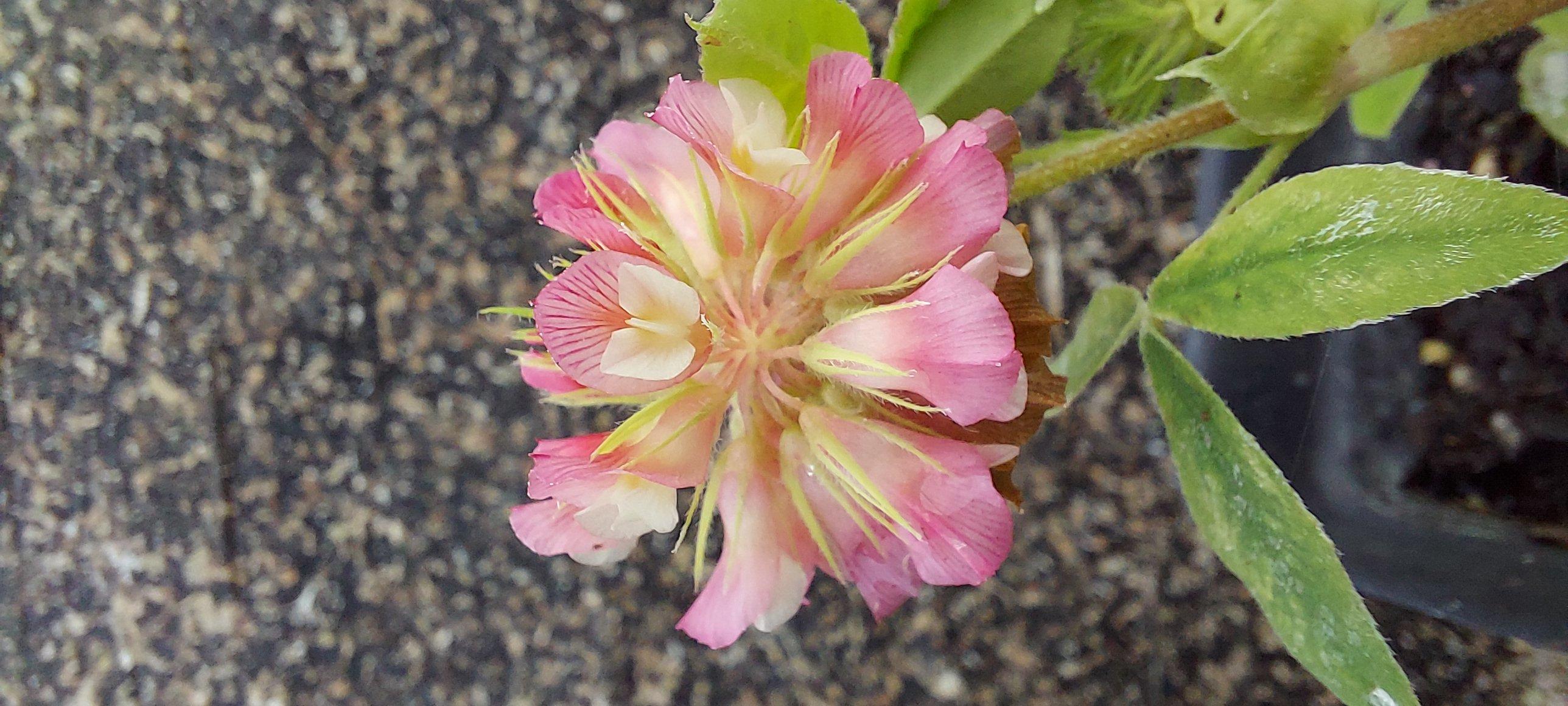 Buffalo clover (Trifolium reflexum) Care Guide: Pests, Diseases ...