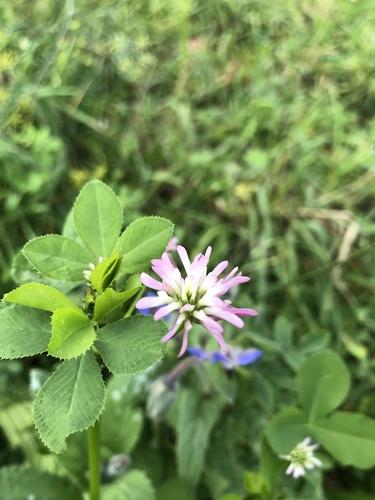 Persian clover (Trifolium resupinatum) Care Guide: Pests, Diseases ...