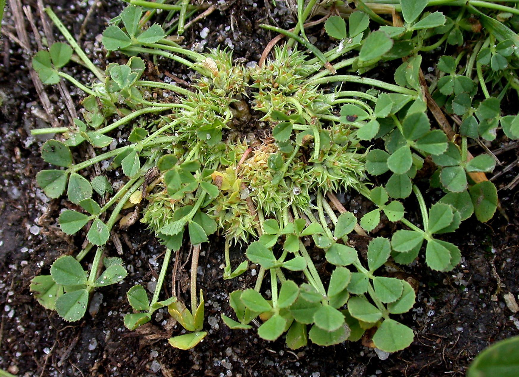 Suffocating clover (Trifolium suffocatum) Care Guide: Pests, Diseases ...