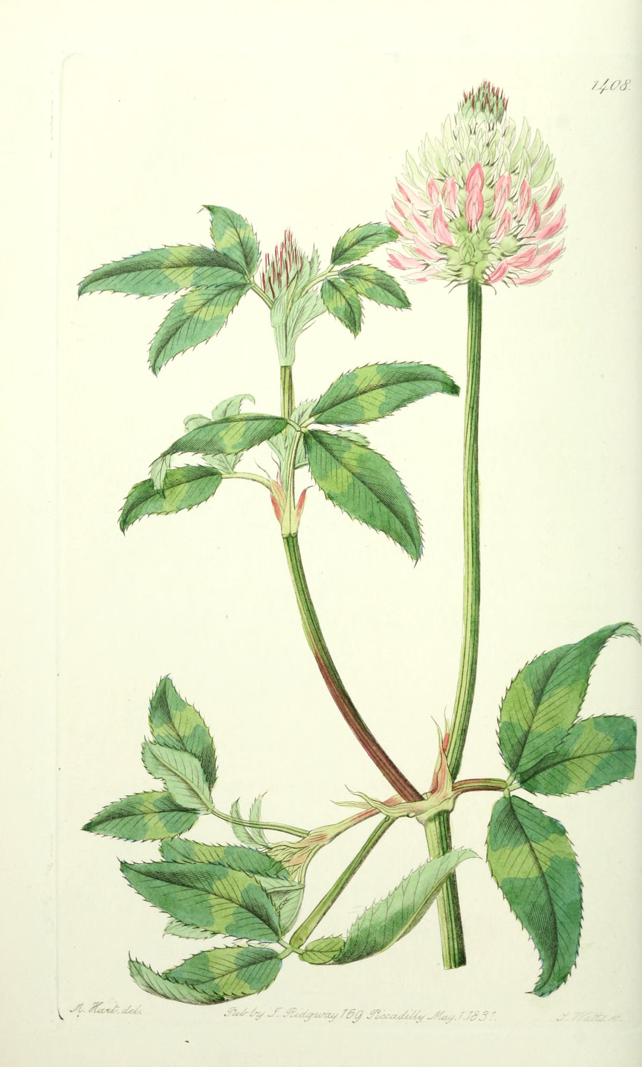 Arrowleaf clover (Trifolium vesiculosum) Care Guide: Pests, Diseases ...