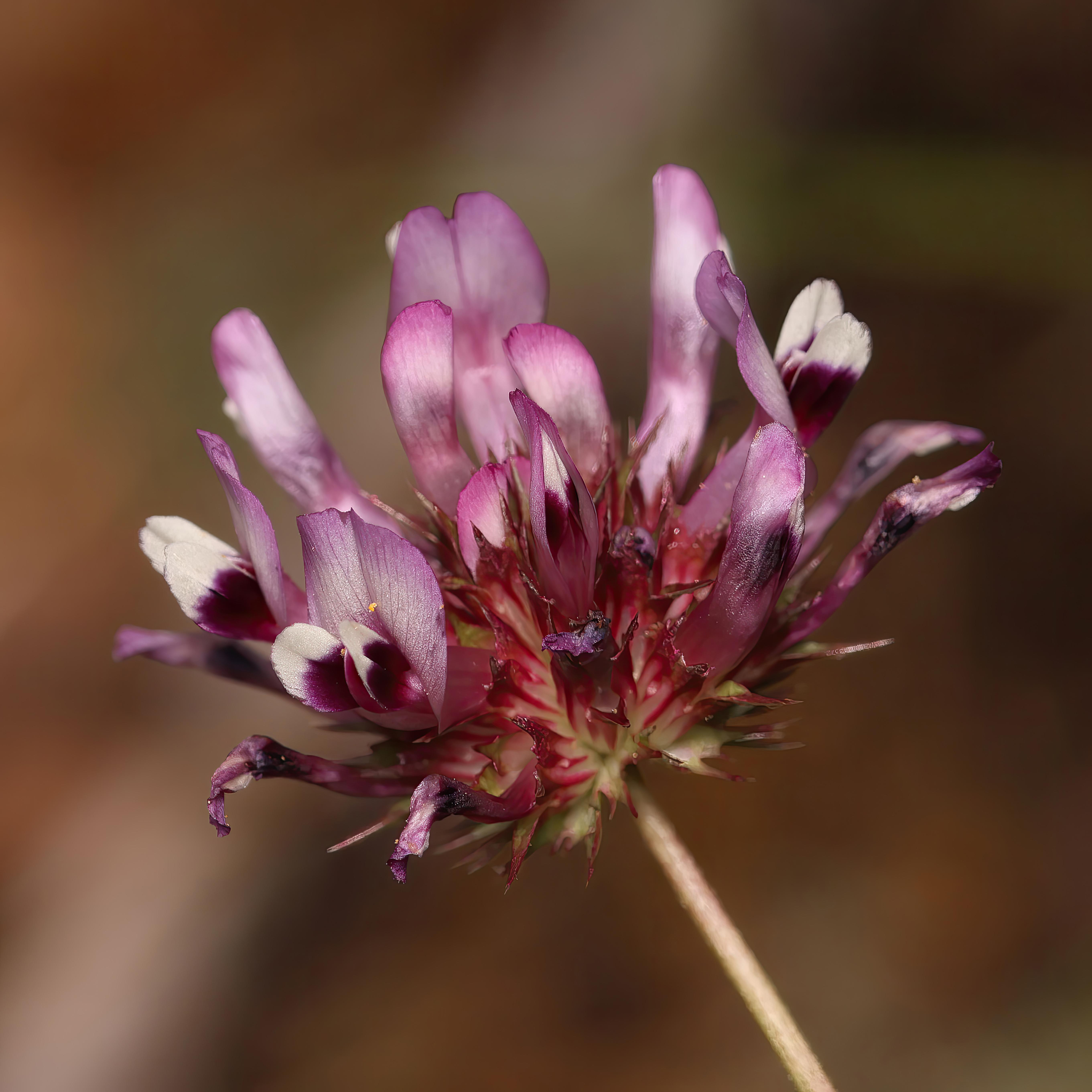 Tomcat clover (Trifolium willdenovii) Care Guide: Pests, Diseases ...