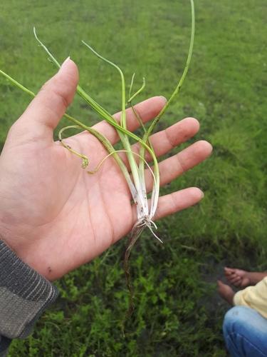 Awl leaf lilaea (Triglochin scilloides) Care Guide: Pests, Diseases ...