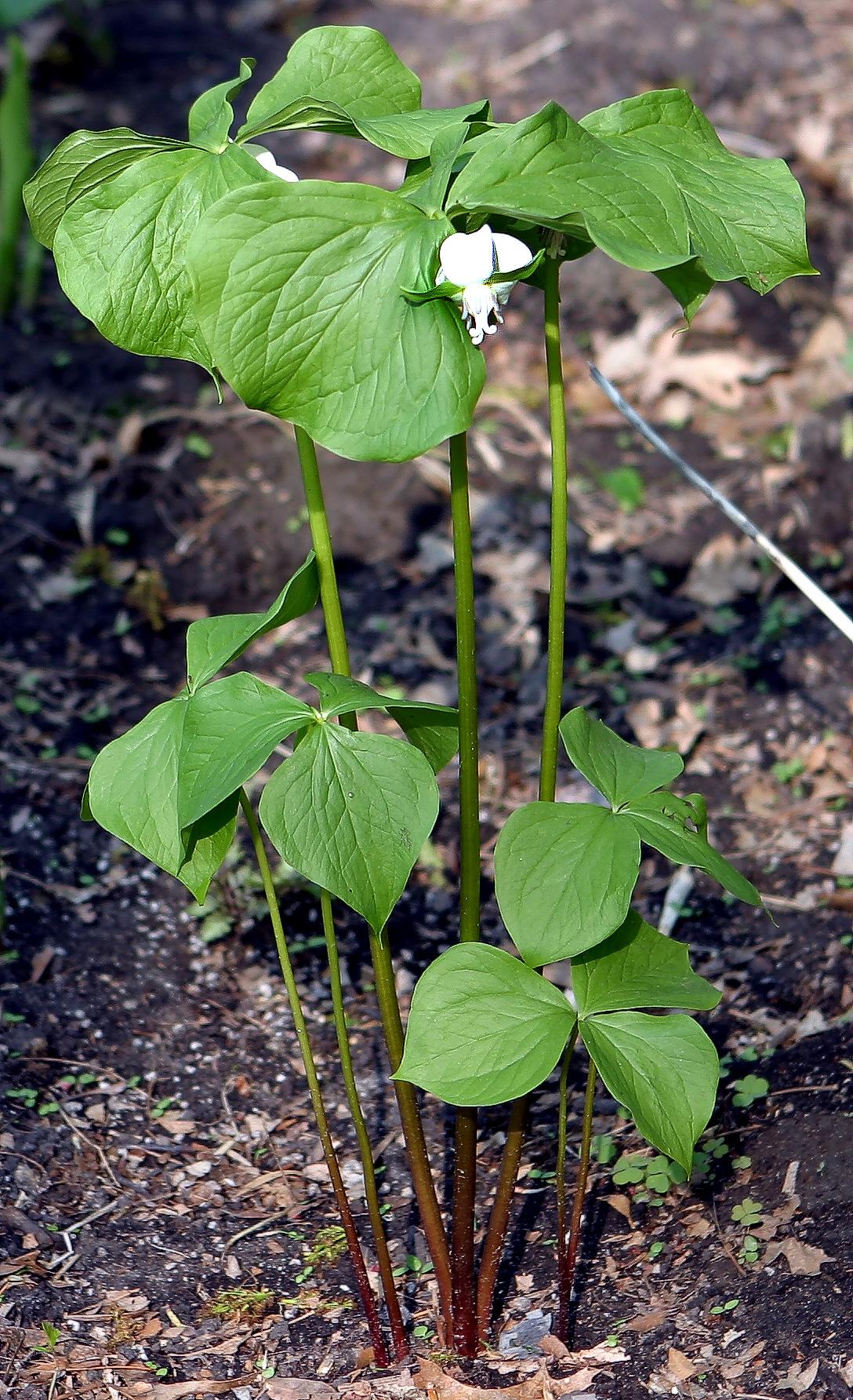 Nodding trillium (Trillium cernuum) Care Guide: Pests, Diseases ...
