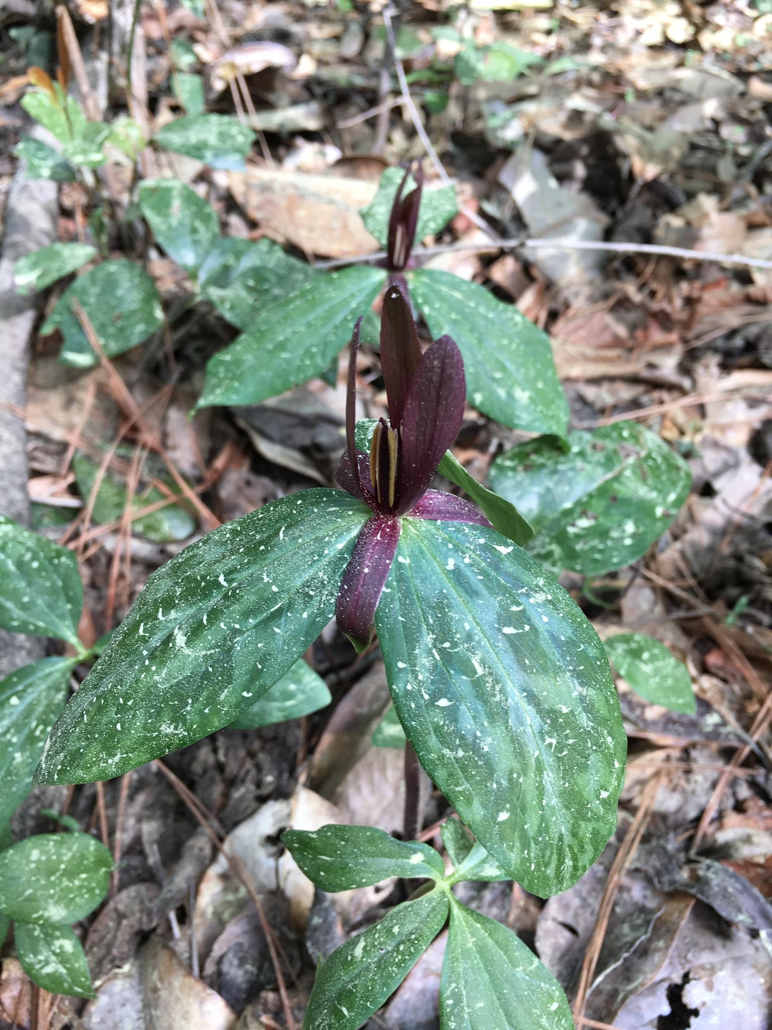 Sabine river wake-robin (Trillium gracile) Care Guide: Pests, Diseases ...