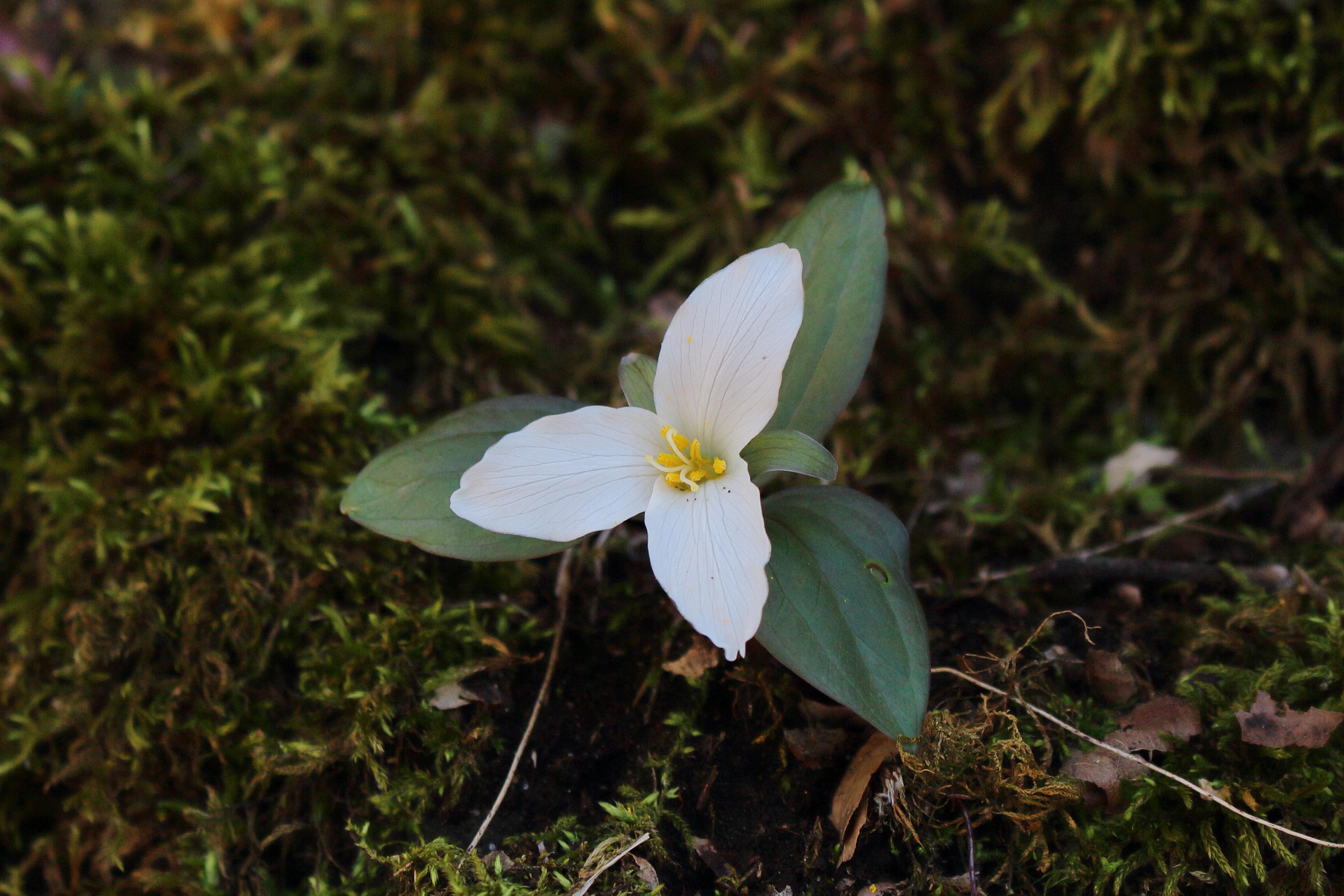 Snow trillium (Trillium nivale) Care Guide: Pests, Diseases, Watering ...