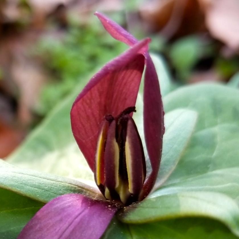 Toadshade (Trillium sessile) Care Guide: Pests, Diseases, Watering ...