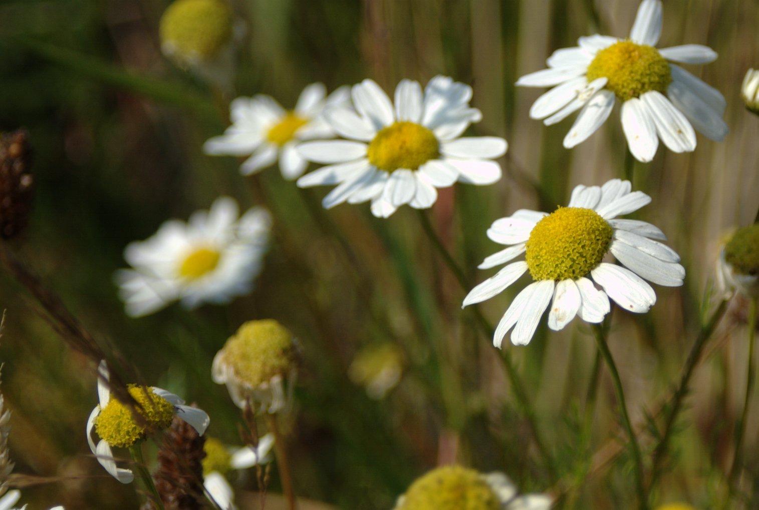 Scentless mayweed (Tripleurospermum inodorum) Care Guide: Pests ...