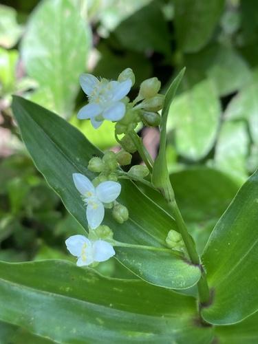 Pink trinity (Tripogandra serrulata) Care Guide: Pests, Diseases ...