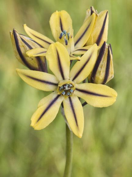 Golden brodiaea (Triteleia ixioides) Care Guide: Pests, Diseases ...