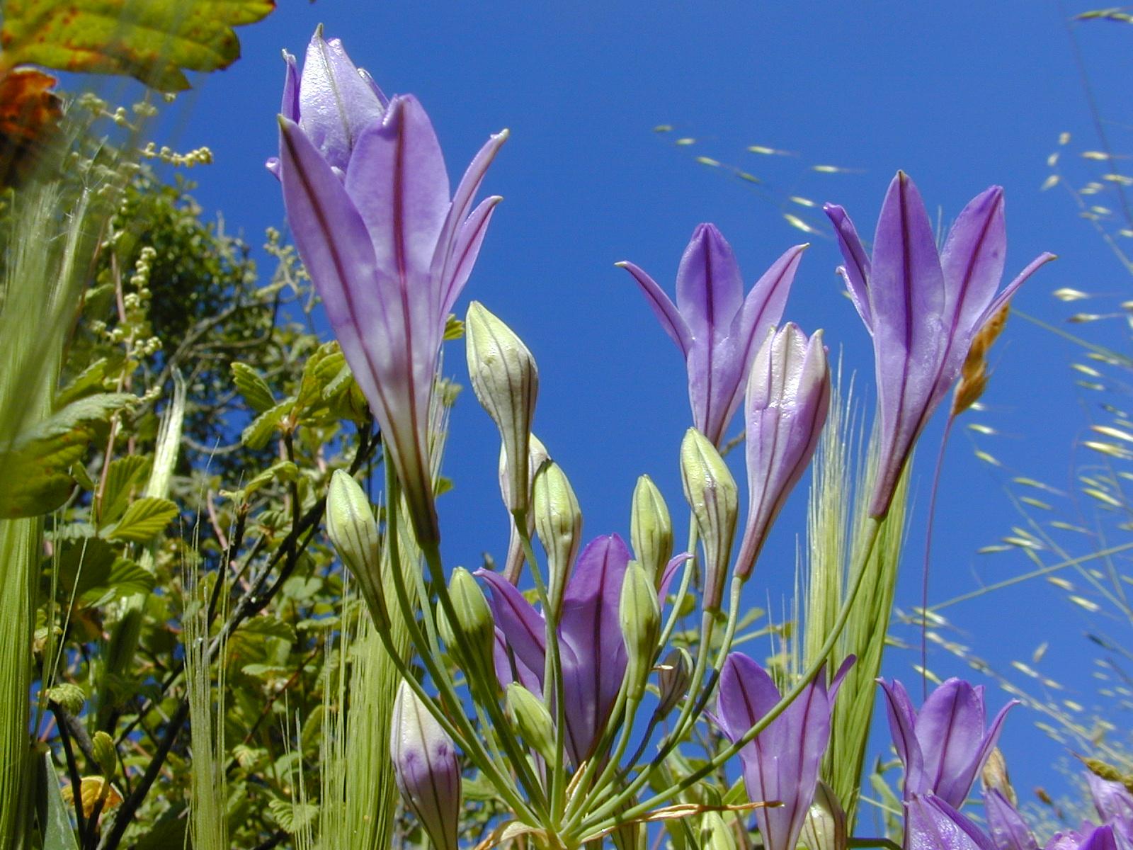 Grassnut (Triteleia laxa) Care Guide: Pests, Diseases, Watering ...