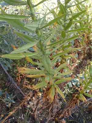 Poodle-dog bush (Turricula parryi) Care Guide: Pests, Diseases ...