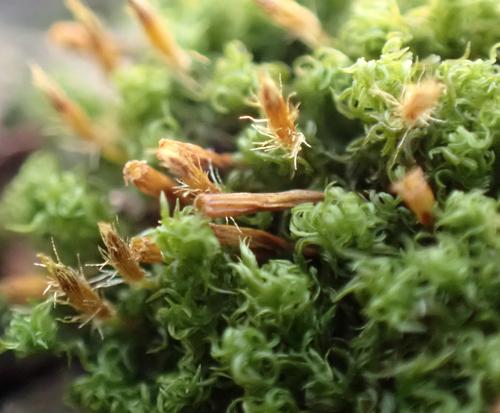 Crispy tuft moss (Ulota crispa) Care Guide: Pests, Diseases, Watering ...