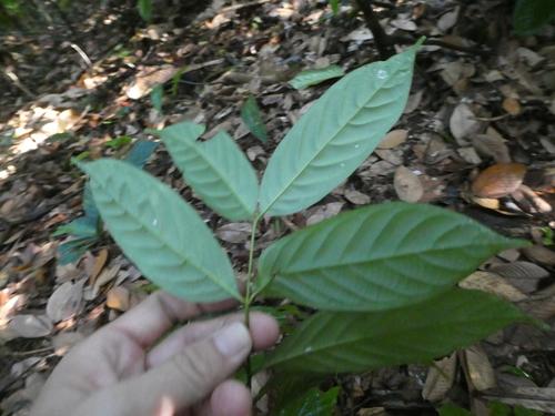 Uncaria lanosa (Uncaria lanosa) Care Guide: Pests, Diseases, Watering ...