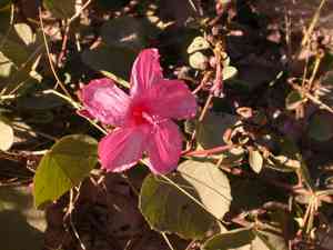 Urena (Urena) (Urena) Care Guide: Pests, Diseases, Watering ...
