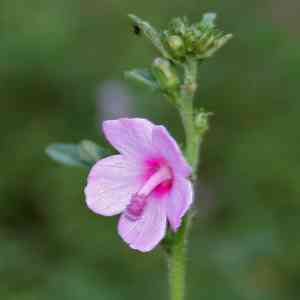 Urena (Urena) (Urena) Care Guide: Pests, Diseases, Watering ...