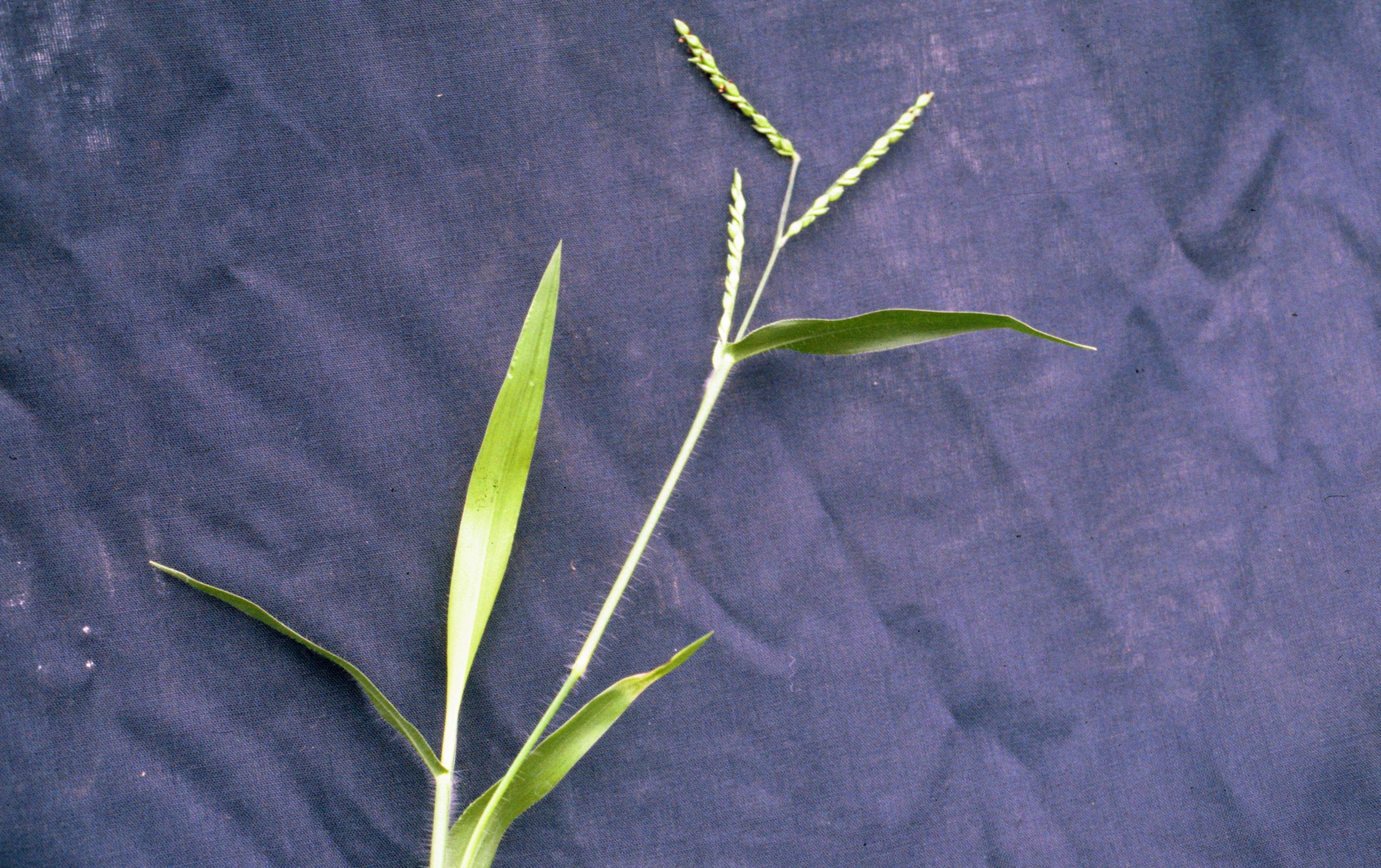 Panic liverseed grass (Urochloa panicoides) Care Guide: Pests, Diseases ...