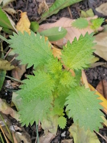 Small Nettle (Urtica urens) Care Guide: Pests, Diseases, Watering ...