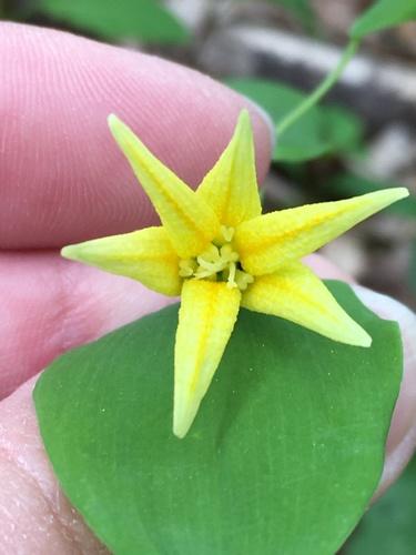 Perfoliate bellwort (Uvularia perfoliata) Care Guide: Pests, Diseases ...