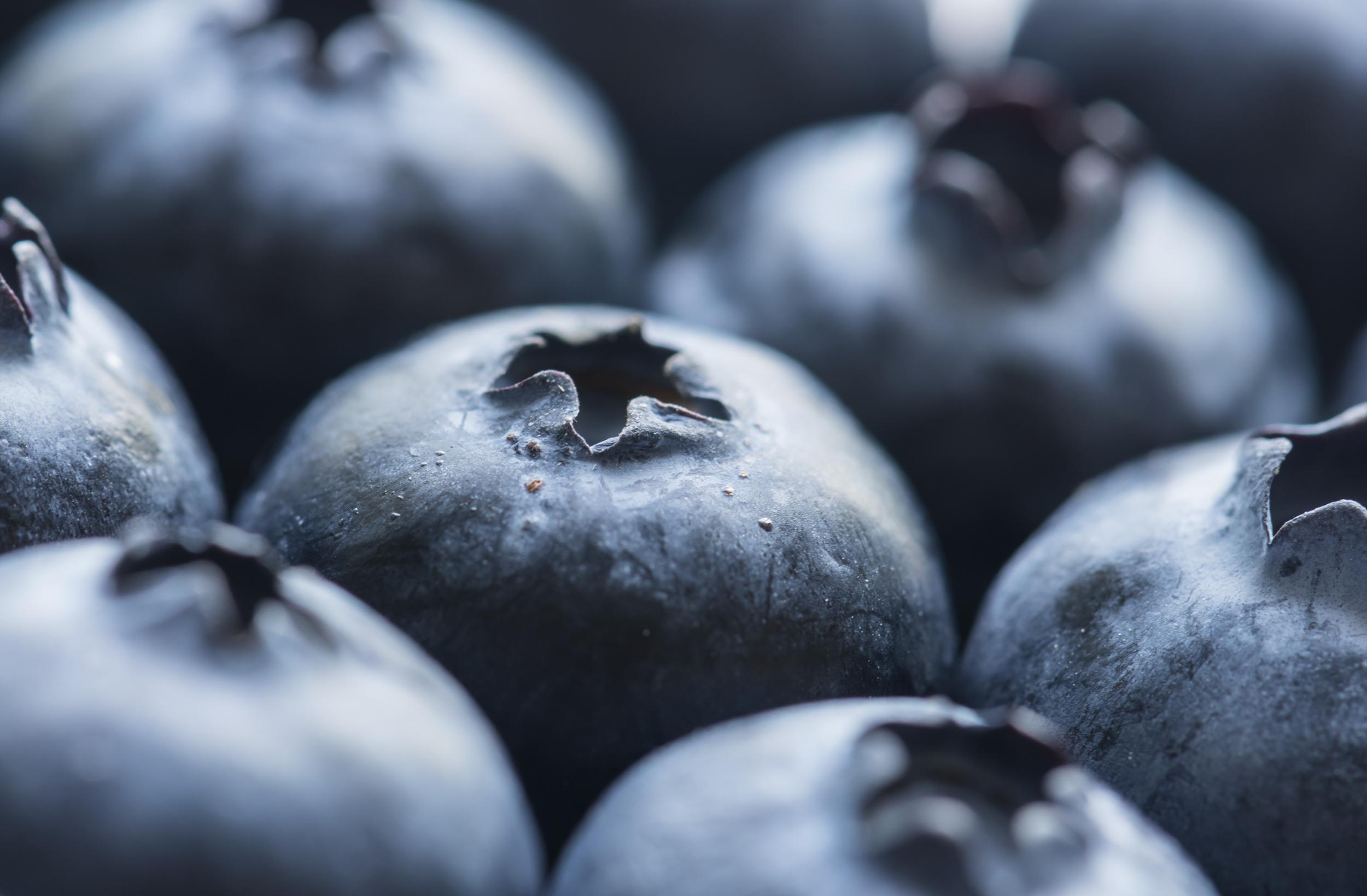 Hillside Blueberry (Vaccinium pallidum) Care Guide: Pests, Diseases ...
