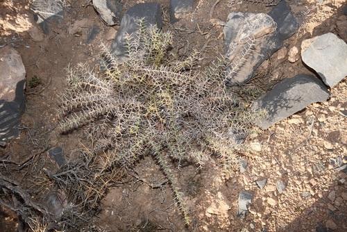 Red Acacia (Vachellia gerrardii) Care Guide: Pests, Diseases, Watering ...