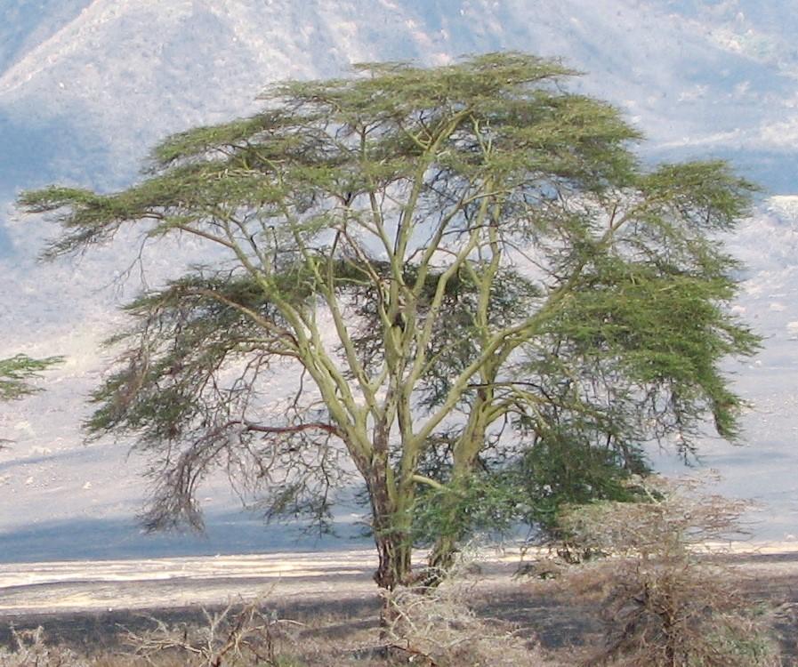Fever tree (Vachellia xanthophloea) Care Guide: Pests, Diseases ...