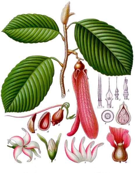 Vatica mangachapoi (Vatica mangachapoi) Care Guide: Pests, Diseases ...