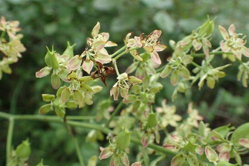 Virginia bunchflower (Veratrum virginicum) Care Guide: Pests, Diseases ...