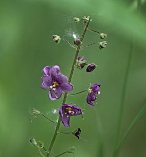Purple mullein (Verbascum phoeniceum) Care Guide: Pests, Diseases ...