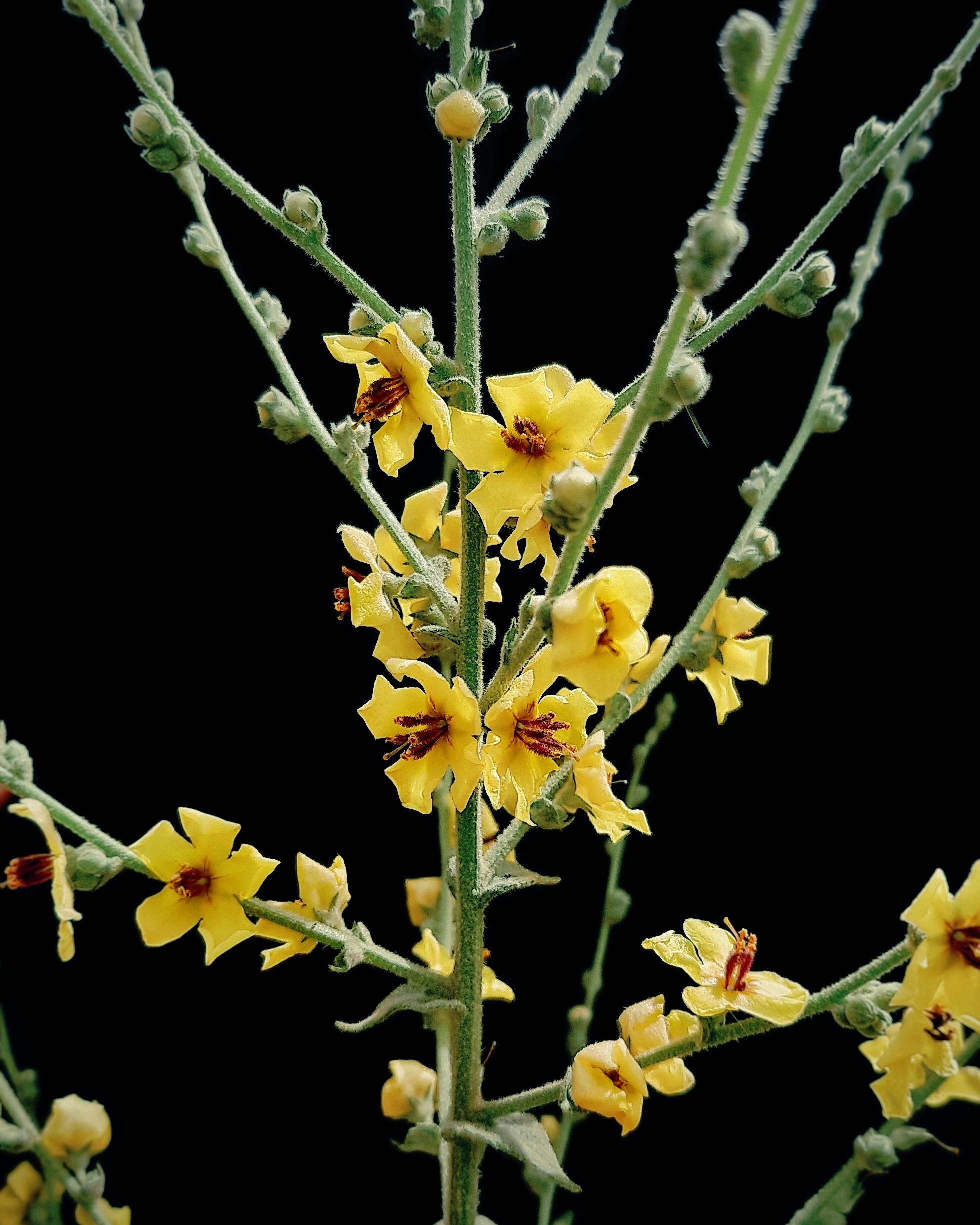 Wavyleaf mullein (Verbascum sinuatum) Care Guide: Pests, Diseases ...