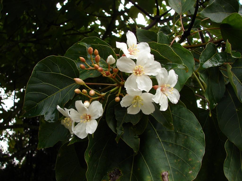 Mu oil tree (Vernicia montana) Care Guide: Pests, Diseases, Watering ...