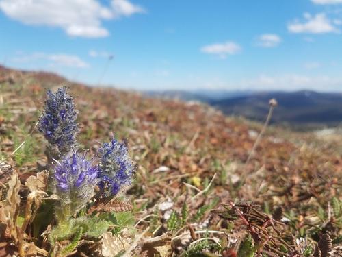 Alaska kittentail (Veronica alaskensis) Care Guide: Pests, Diseases ...
