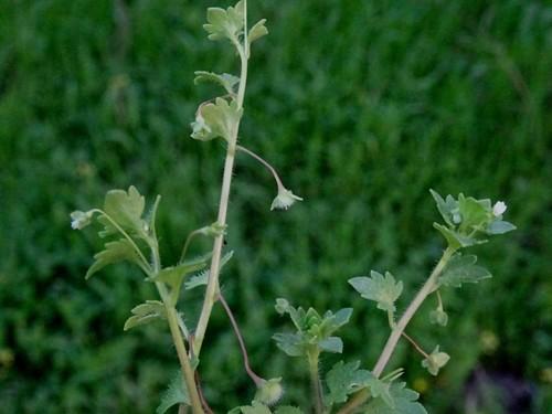 Glandular speedwell (Veronica cymbalaria) Care Guide: Pests, Diseases ...